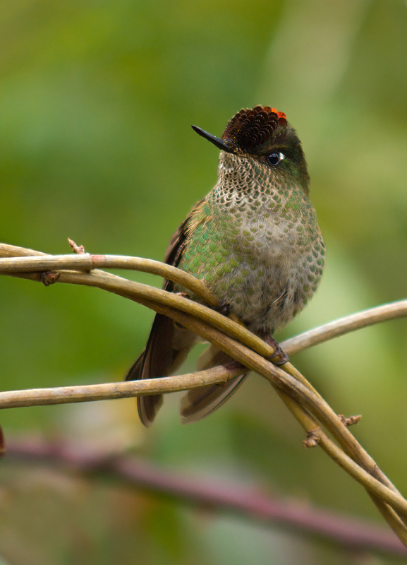 Fotos catalogadas con: Soligor 450mm f8 T-mount - Pentaxeros.com